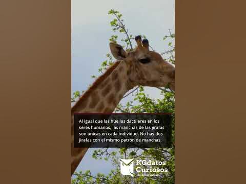 Descubre 5 datos curiosos sobre las JIRAFAS! | #youtubeshorts - YouTube