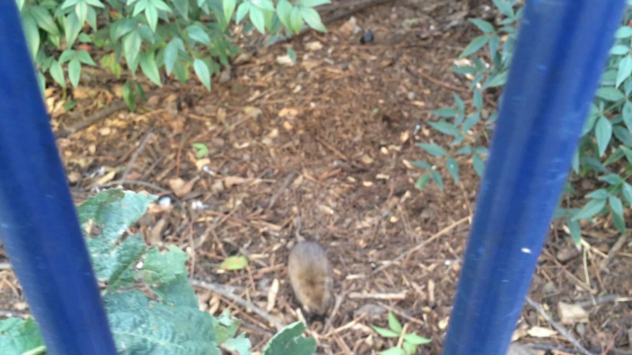 Ratos invadem praças e jardins em Paris - YouTube