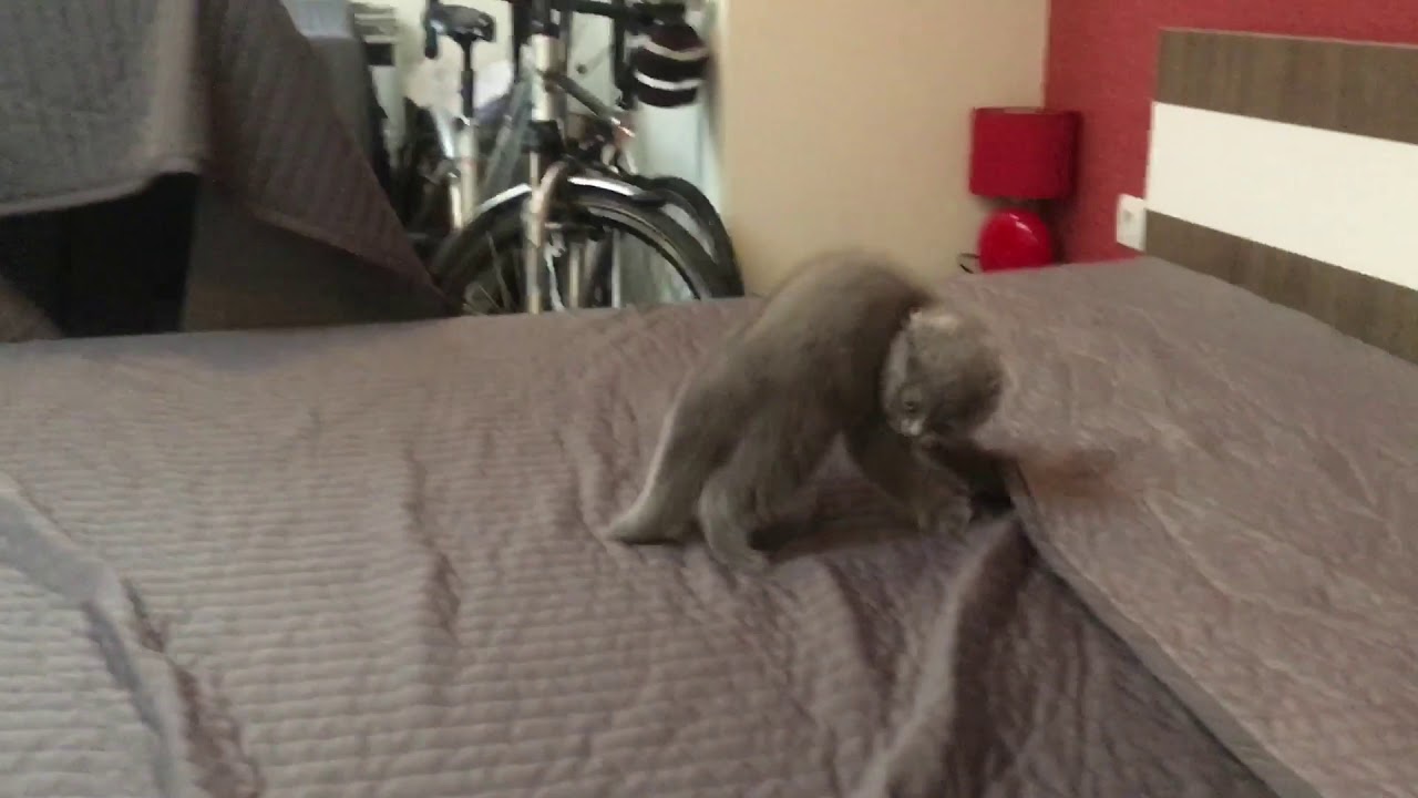 Funny Cat (Scottish fold) strange moves:) - YouTube