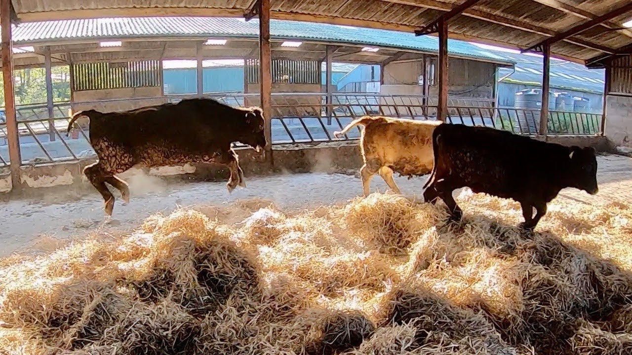 JUMP FOR JOY ! CALVES HAVE A NEW HOME !! - YouTube