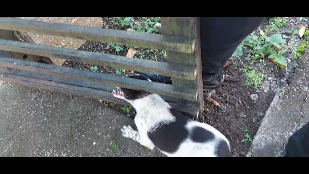 Helping A Puppy Trapped At Steal Gate #dog #viral - YouTube