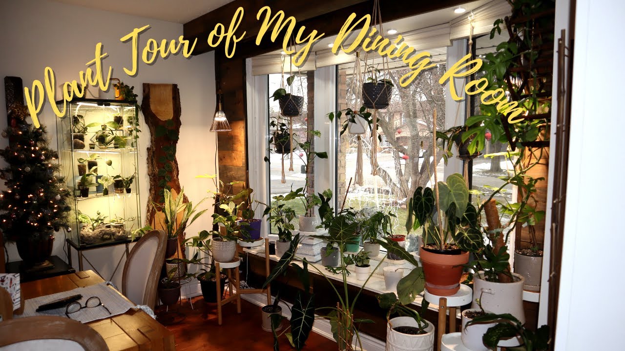 Plant Tour of My Dining Room - YouTube