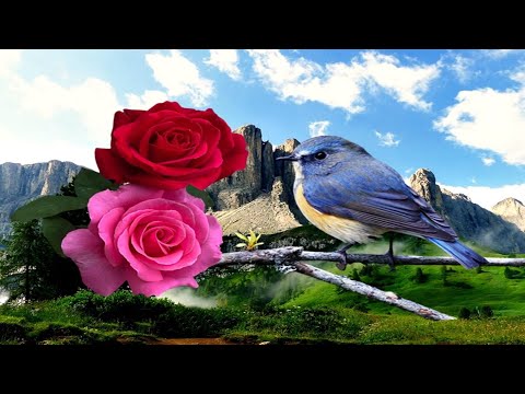 MUSA EROĞLU - Derdimin Ortağı Sinem Bülbülü