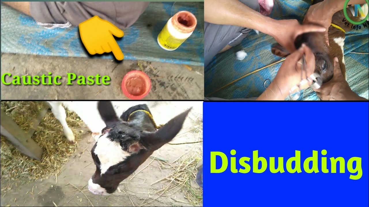 #DisBudding #CausticPaste #Calves Disbudding In Calves Using Caustic ...