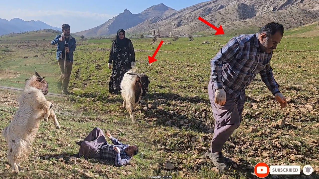 Loyalty and Conflict: The Tale of a Guardian Goat and Nomadic Struggles ...