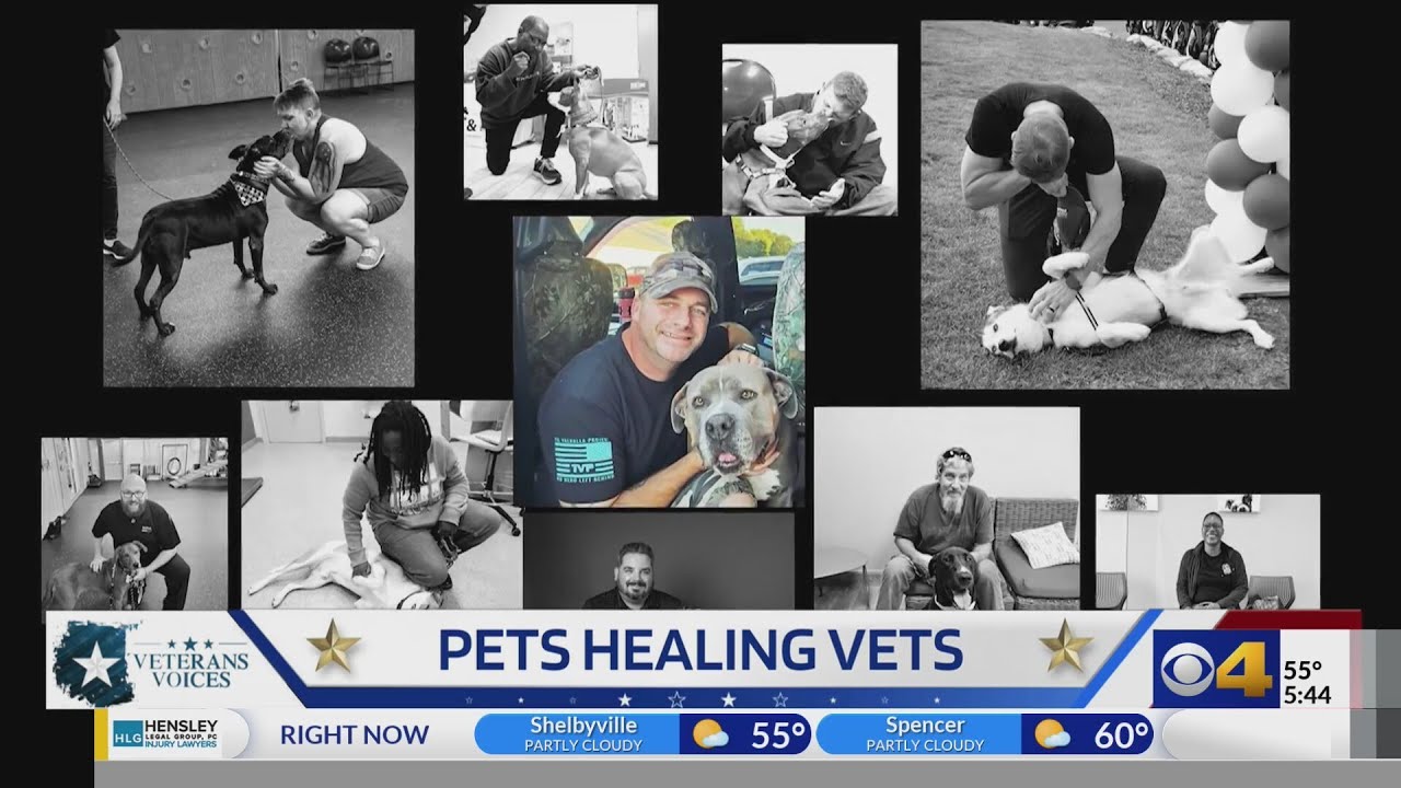 Pets Healing Vets: Shelter dogs and freedom fighters saving each other ...