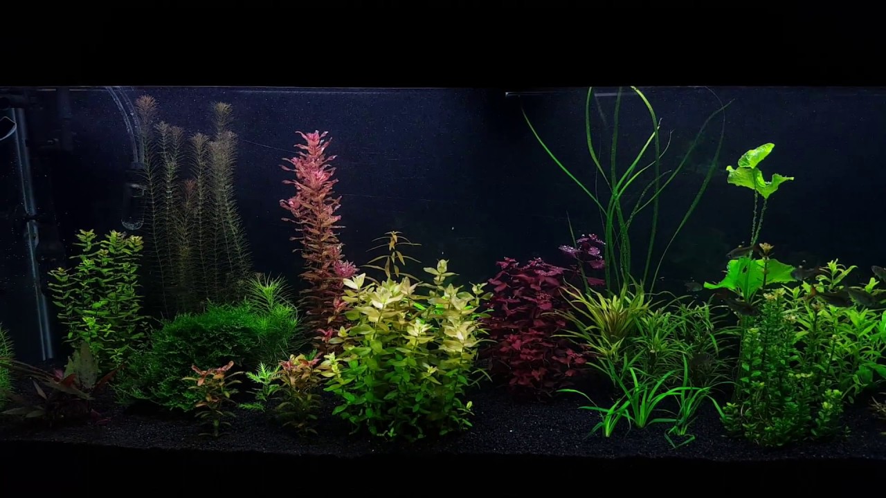 Up Aqua CO2 Atimizer Mist - YouTube