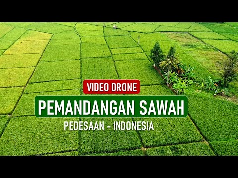 VIDEO DRONE PEMANDANGAN SAWAH - YouTube