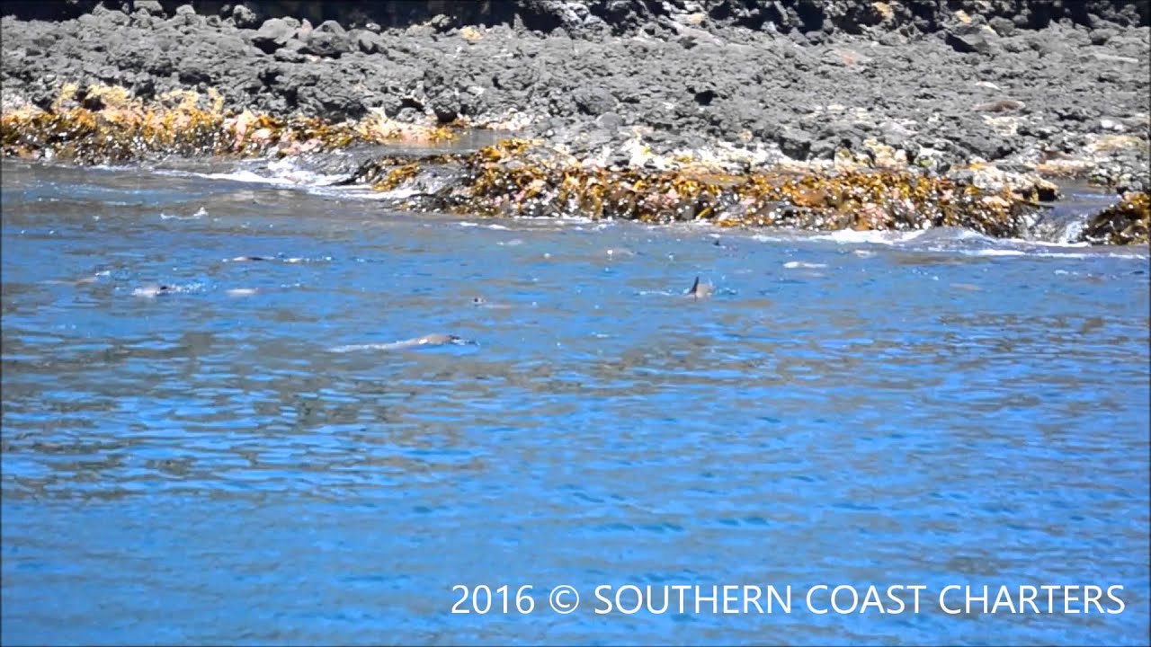 Fur Seals Playing at Lady Julia Percy Island in Victoria - YouTube