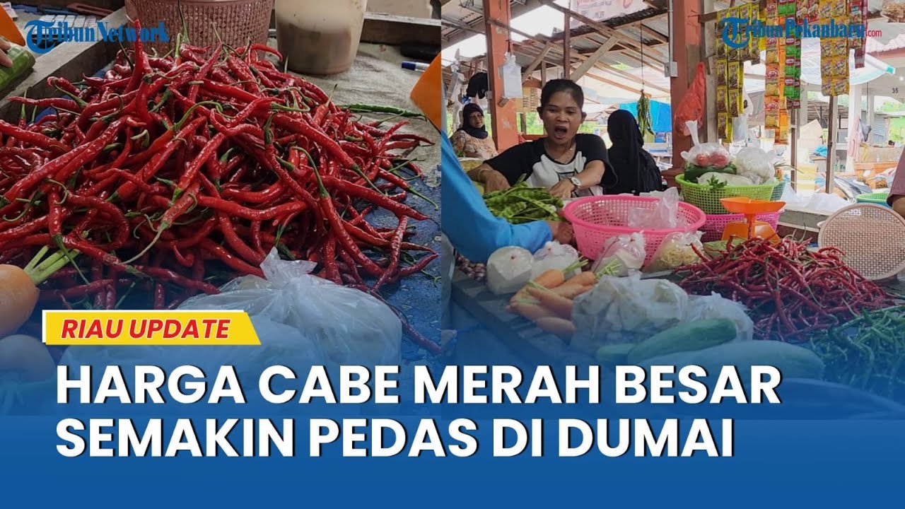 Cabe Merah Besar Tembus Rp 100 Ribu Per Kg di Dumai - YouTube