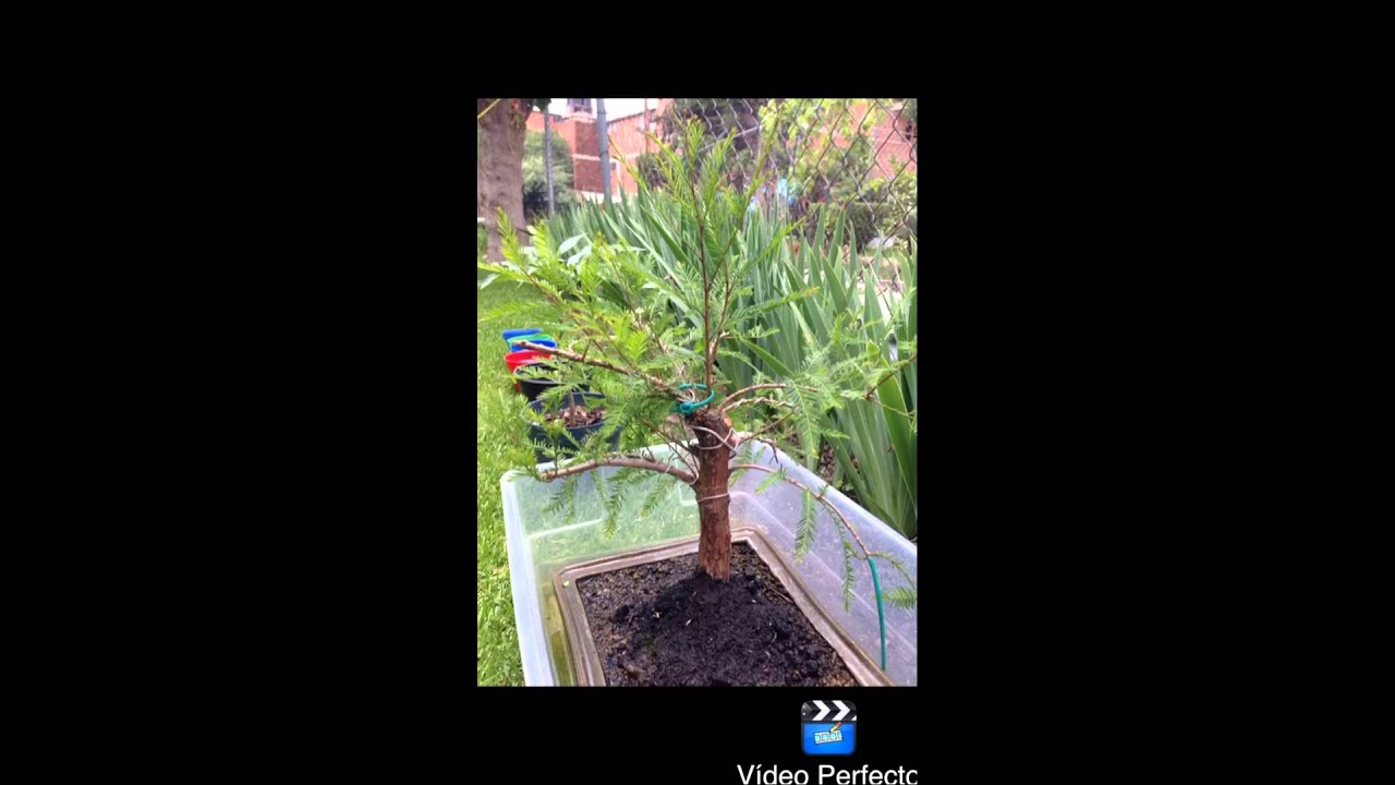 Ahuehuete bonsai - YouTube