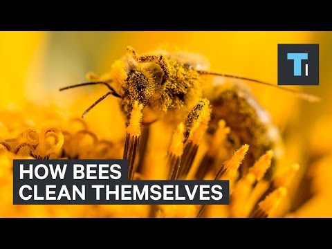 Scientists just discovered how bees clean themselves | Safe Videos for Kids
