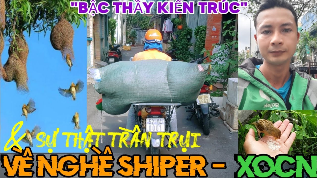 Chim dòng dọc - tuổi thơ quê tôi và đôi phút trải lòng về cuộc đời ...