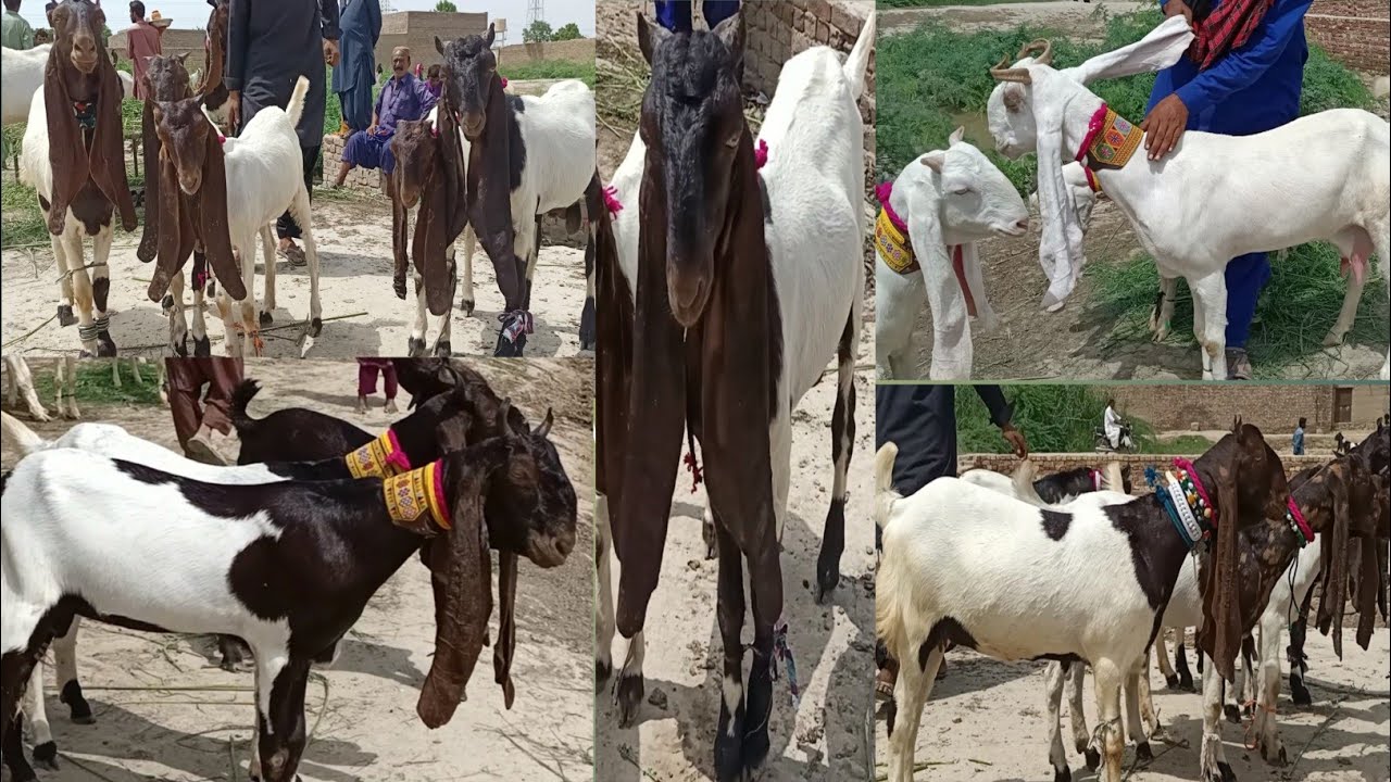 Pateri Kamori and Gulabi goat breeds - YouTube