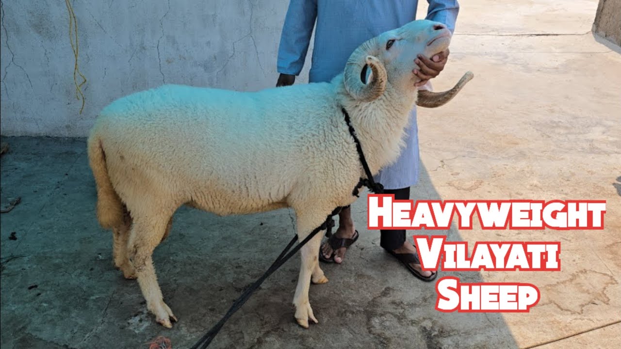 heavyweight vilayati sheep's available in malakpet | Qurbani ke bade ...