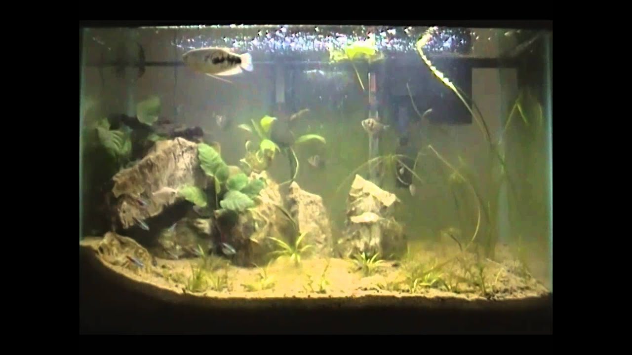Aquarium Video 11 - YouTube