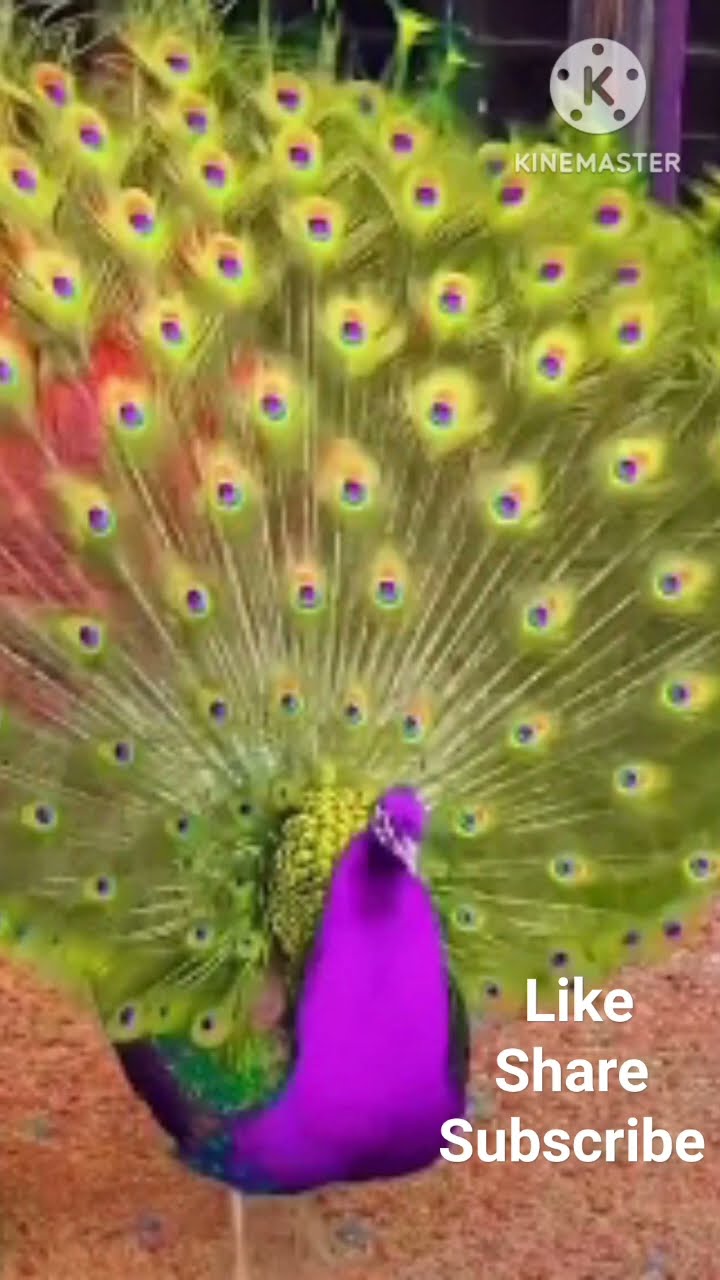 Beautiful Peacockπ¦π¦ Youtube