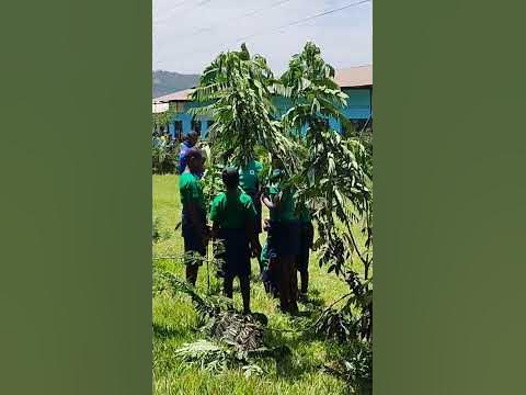 TIDA Rwanda .Children are taught to protect the environment in the Rwinkwavu Sector - YouTube