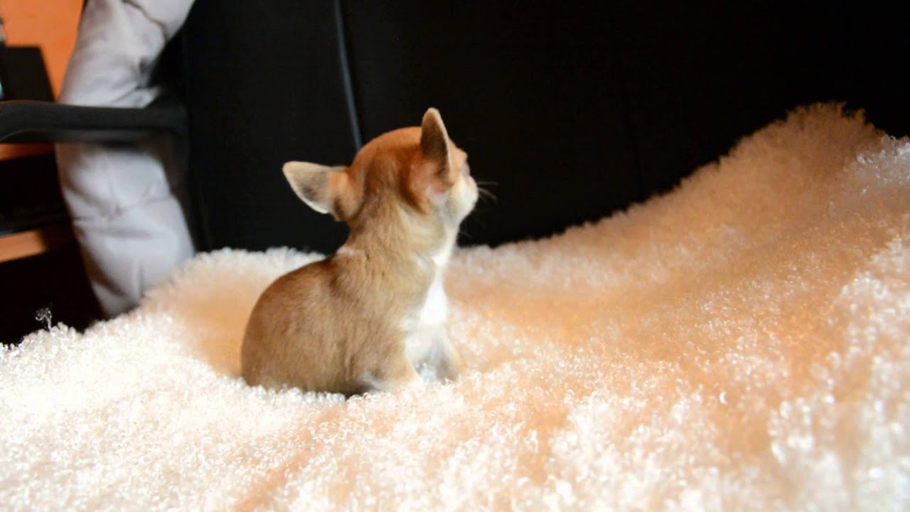 Кученца в продажба от 01-02-2015 год. “Raia-dogs” - YouTube