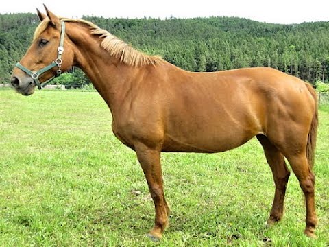 Top 5 RASE DE CAI ROMANESTI - YouTube