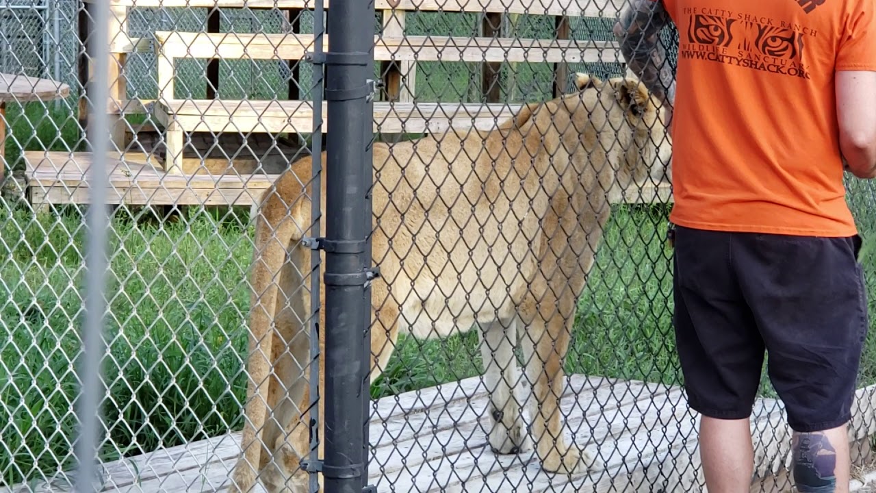 Big Cats The Catty Shack Jacksonville Florida May 2019(11) - YouTube