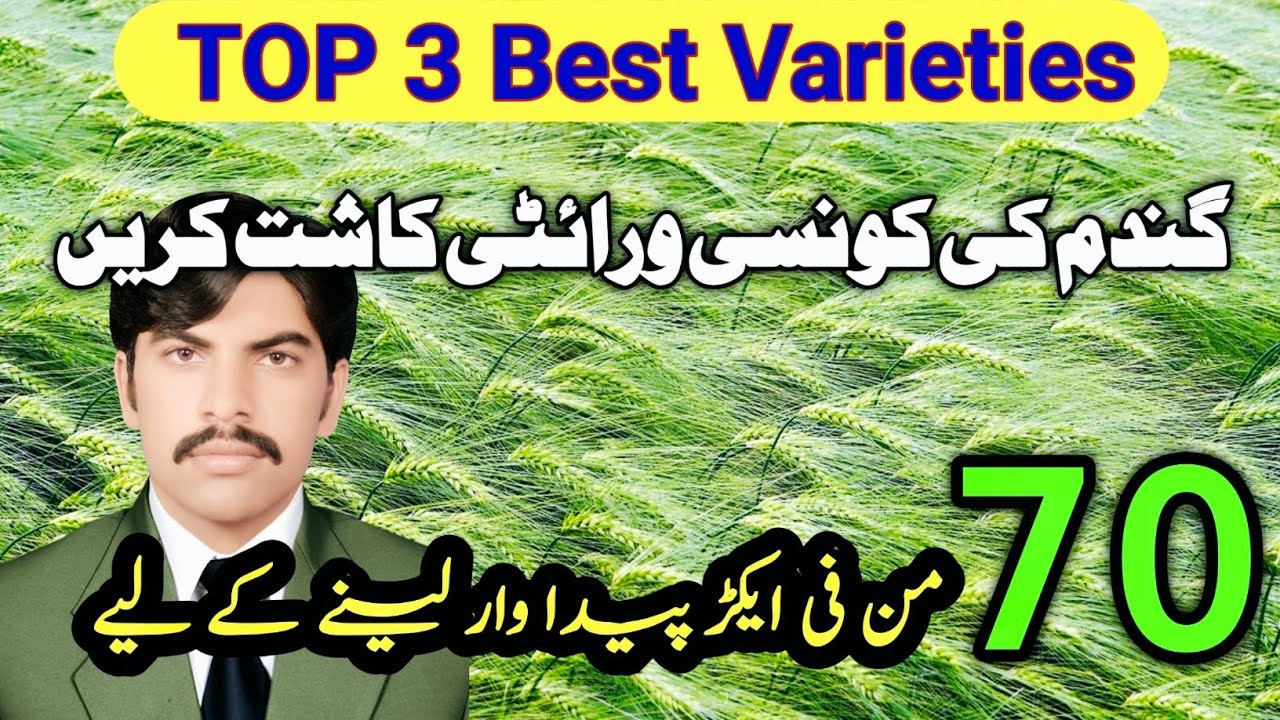 The best high yielding wheat varieties | Top three best wheat varieties ...
