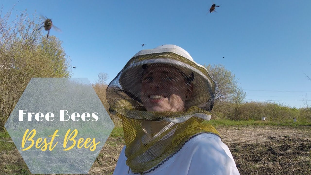 Setting up For Free Bees - YouTube