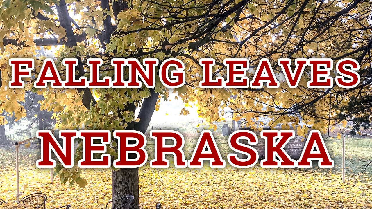 Comstock, Nebraska : Fall Leaf Shower - YouTube