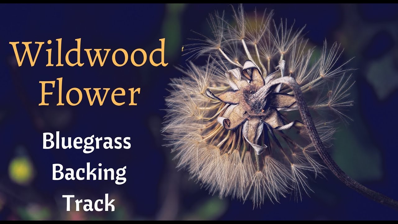 Wildwood Flower Bluegrass Backing Track - YouTube