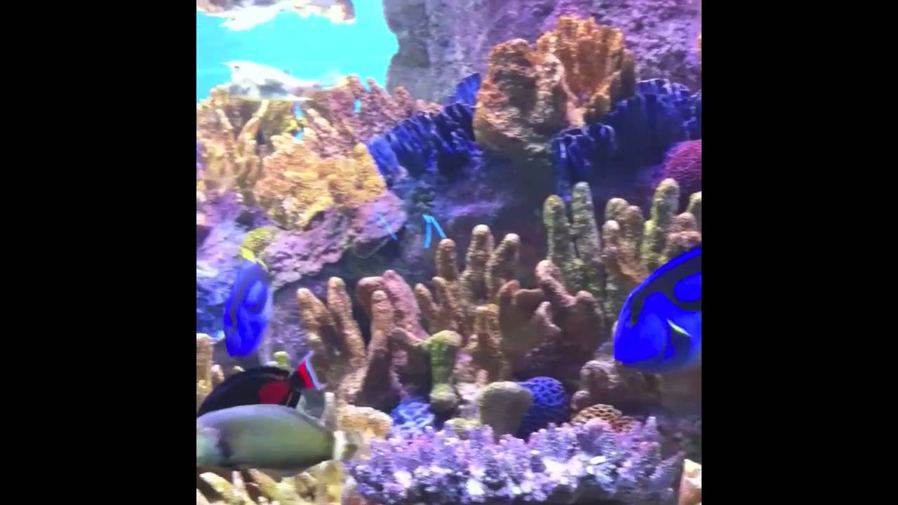 Jeremy at the New England Aquarium - YouTube