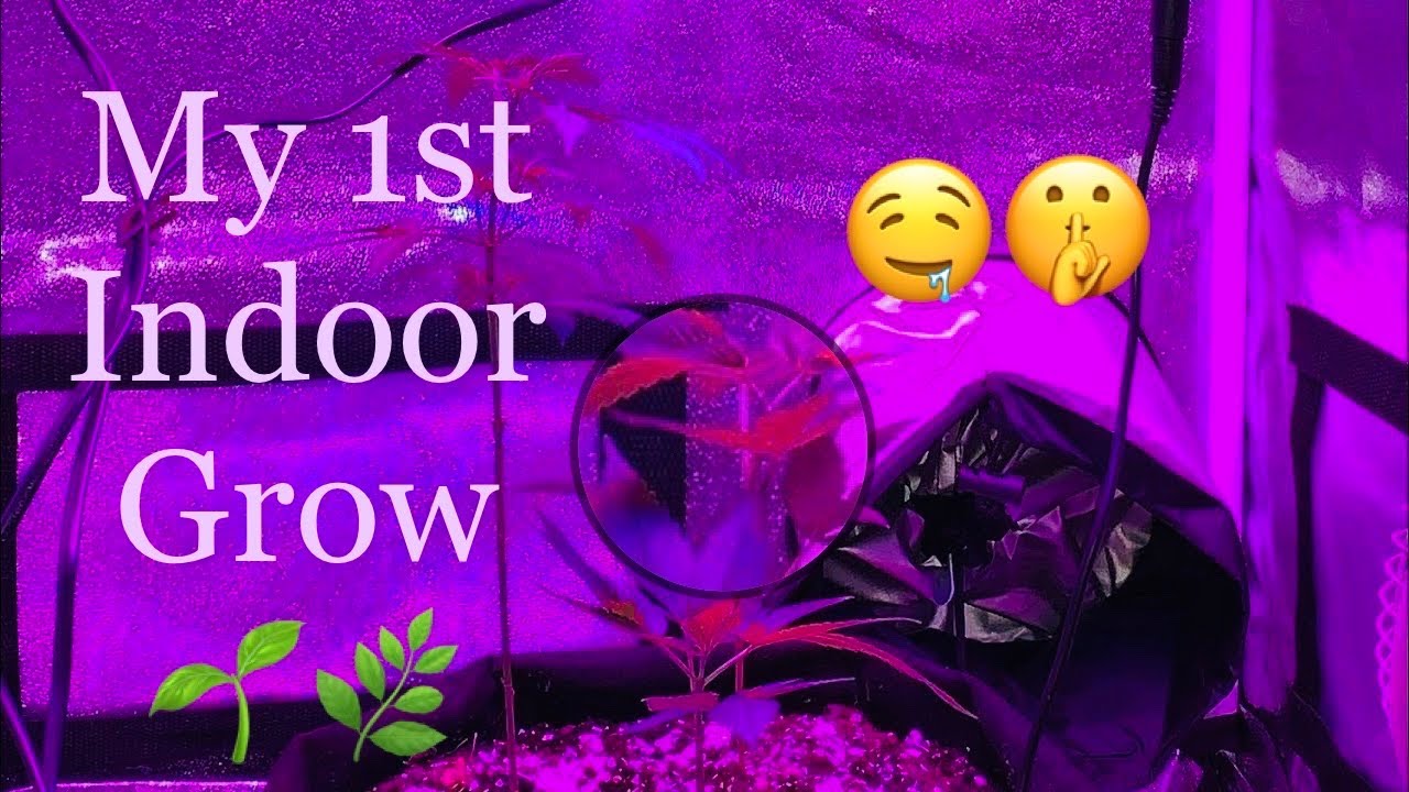 My Grow Journey!! Part 1 - YouTube