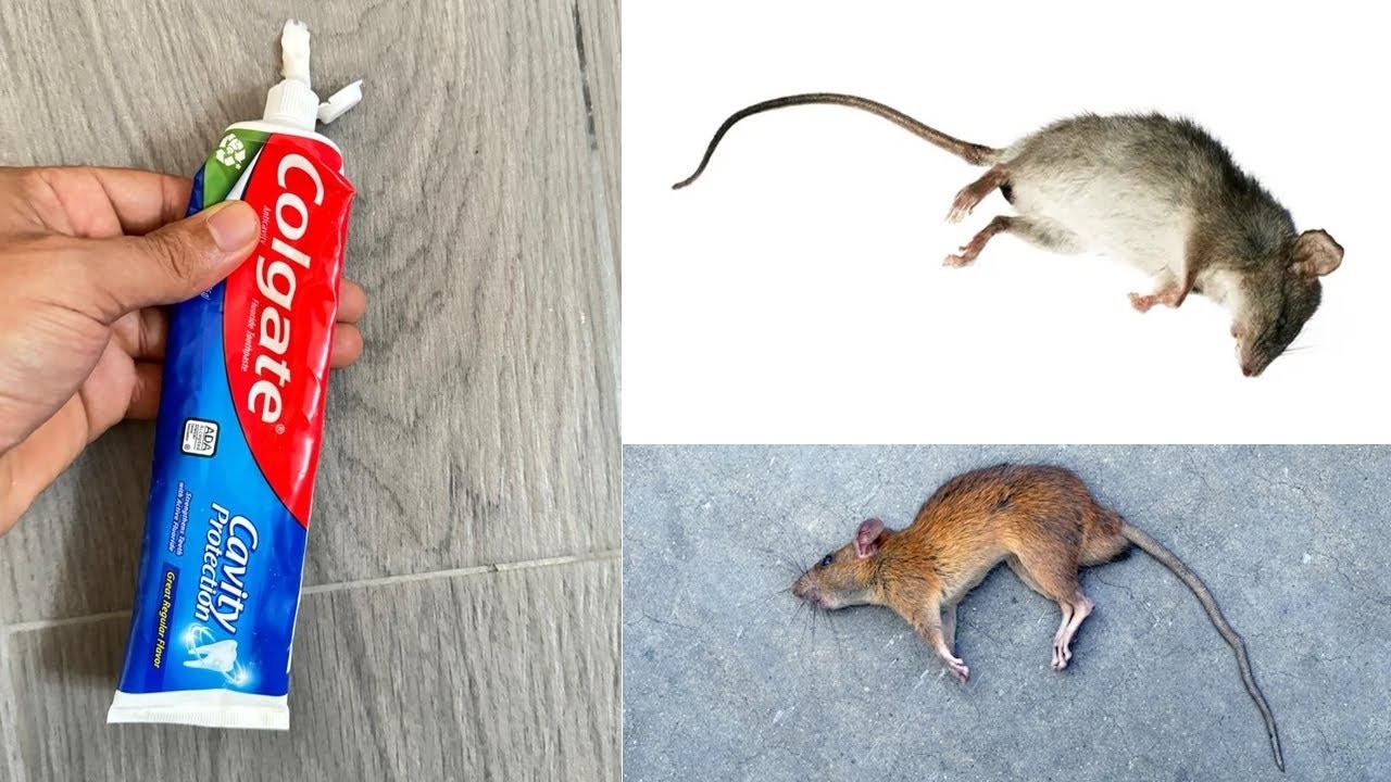 COMO ELIMINAR LAS RATAS FACIL en 5 MINUTOS PARA SIEMPRE - VENENO MATA ...