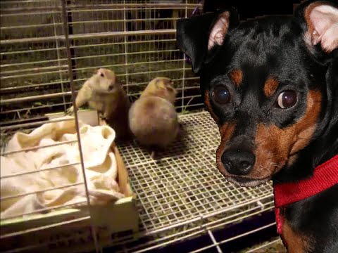 Miniature Pinscher in Prairie Dog cage. - YouTube