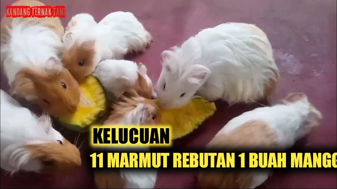 Siapa tahu ada yang minat marmut hias Lucu jenis Silky - YouTube