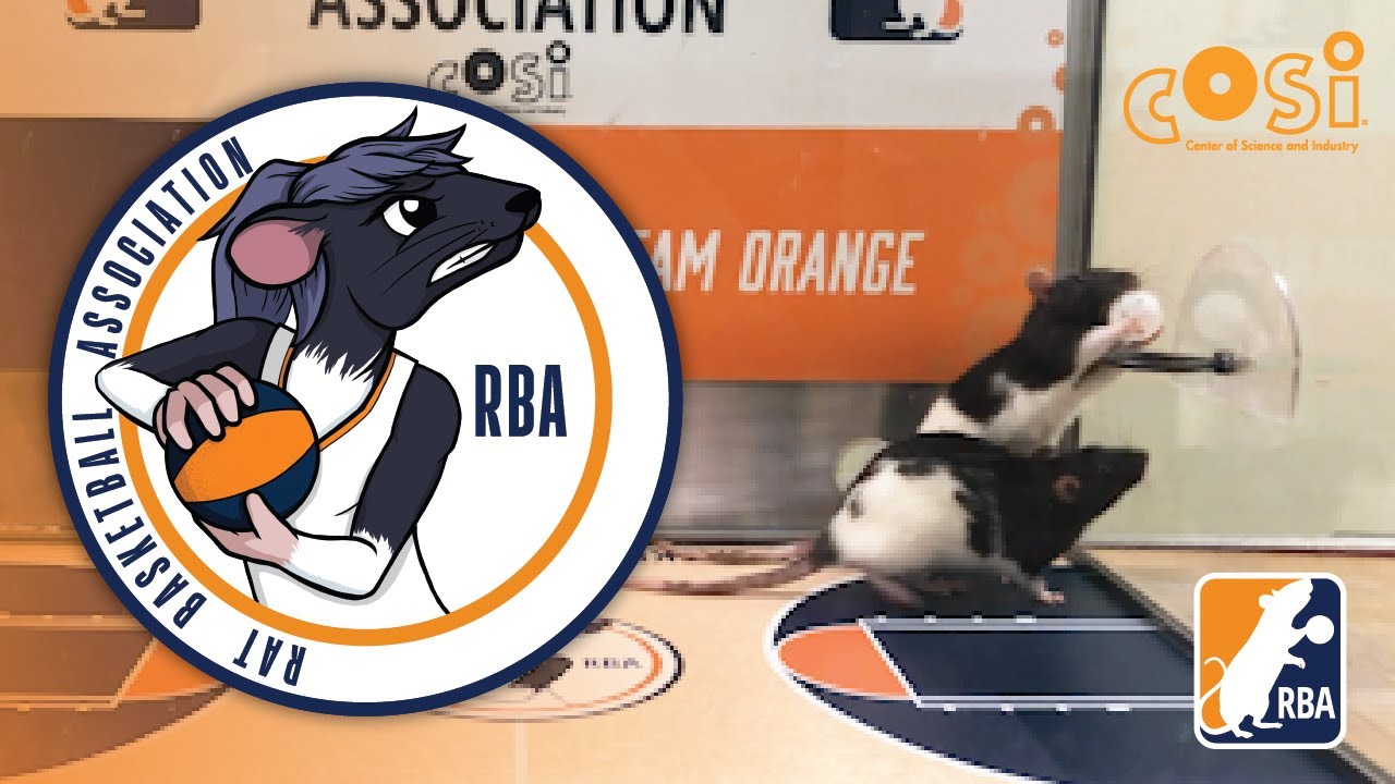 COSI's Rat Basketball - Game #6 - YouTube