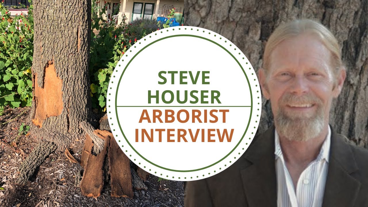 Interview with an Arborist - Steve Houser - YouTube