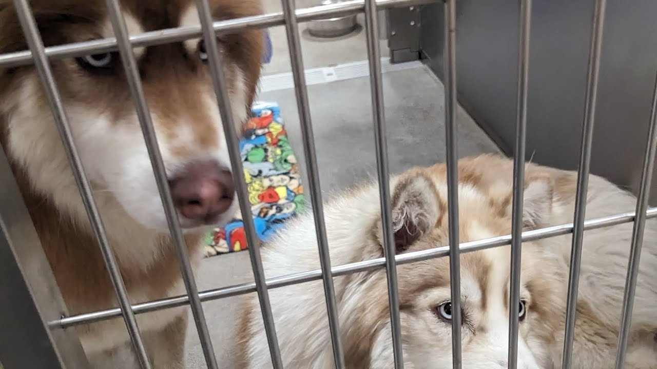 SCRAPS ANIMAL SHELTER ! Complete List of dogs as of 2/10/24 on video ...