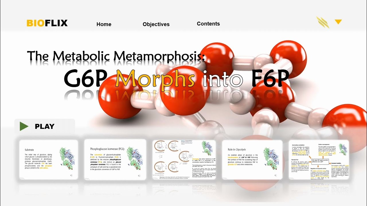 The Metabolic Metamorphosis: G6P Morphs into F6P | Glycolysis | Step 2 ...