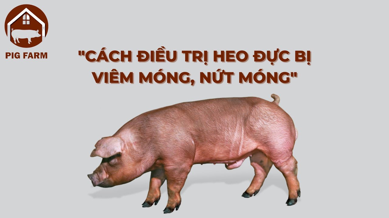 HEO ĐỰC DUROC 100 BỊ NỨT MÓNG, VIÊM MÓNG ĐIỀU TRỊ THẾ NÀO ? - YouTube