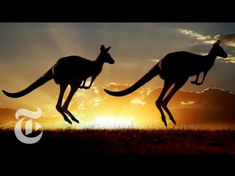 Five-Legged Kangaroo? | ScienceTake | The New York Times