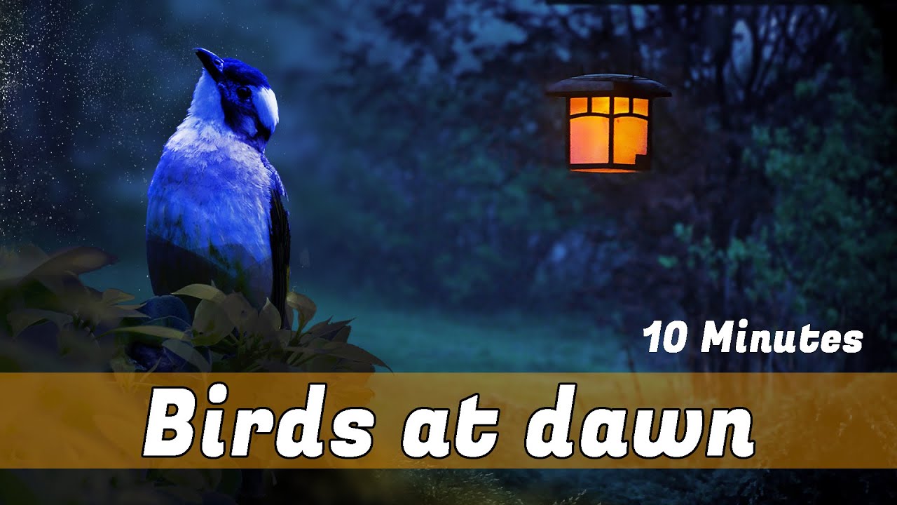 Birds at dawn - Relaxing Nature Sounds - Birds Chirping,Koel,10 Minutes ...