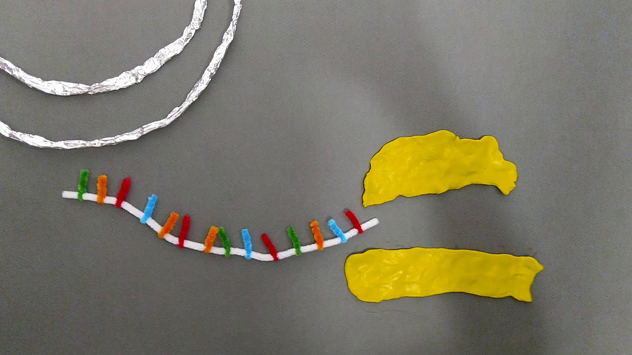 Polypeptide Synthesis (part 1/3) - YouTube