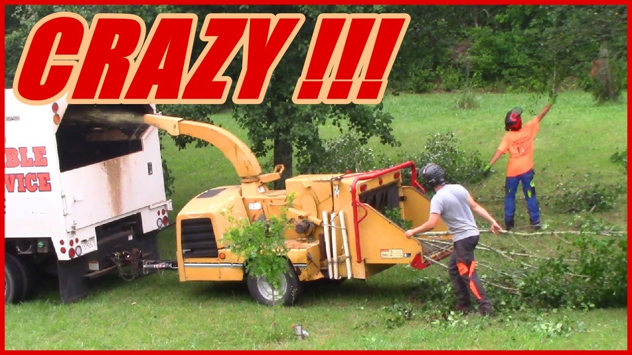 Our Trees Get A CRAZY Haircut By Affordable Tree Service - YouTube
