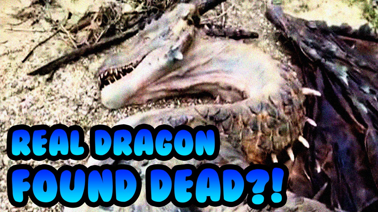 Real or Fake: Dead Dragon Discovered?! - YouTube