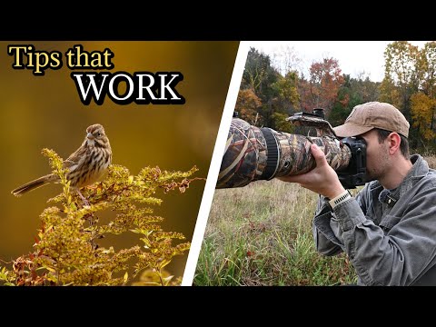 9 Tips to Improve Bird Photography | Understanding Settings, Gaining Focus, and Composition