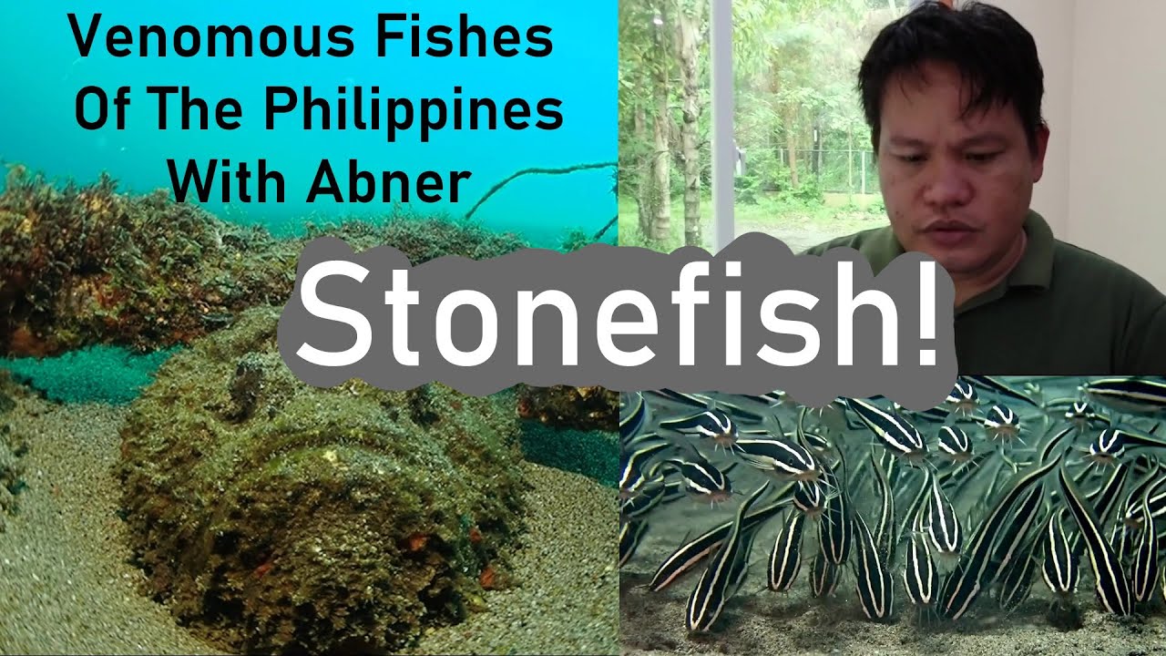 Venomous Fishes of the Philippines with Abner: Rabbit, Lion and ...