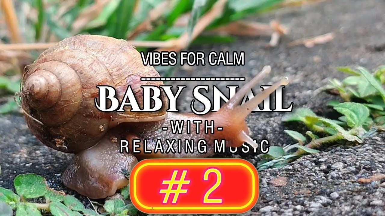 BABY SNAIL 🐌 WITH RELAXING MUSIC || VIBES FOR CALM - PART 2 - YouTube