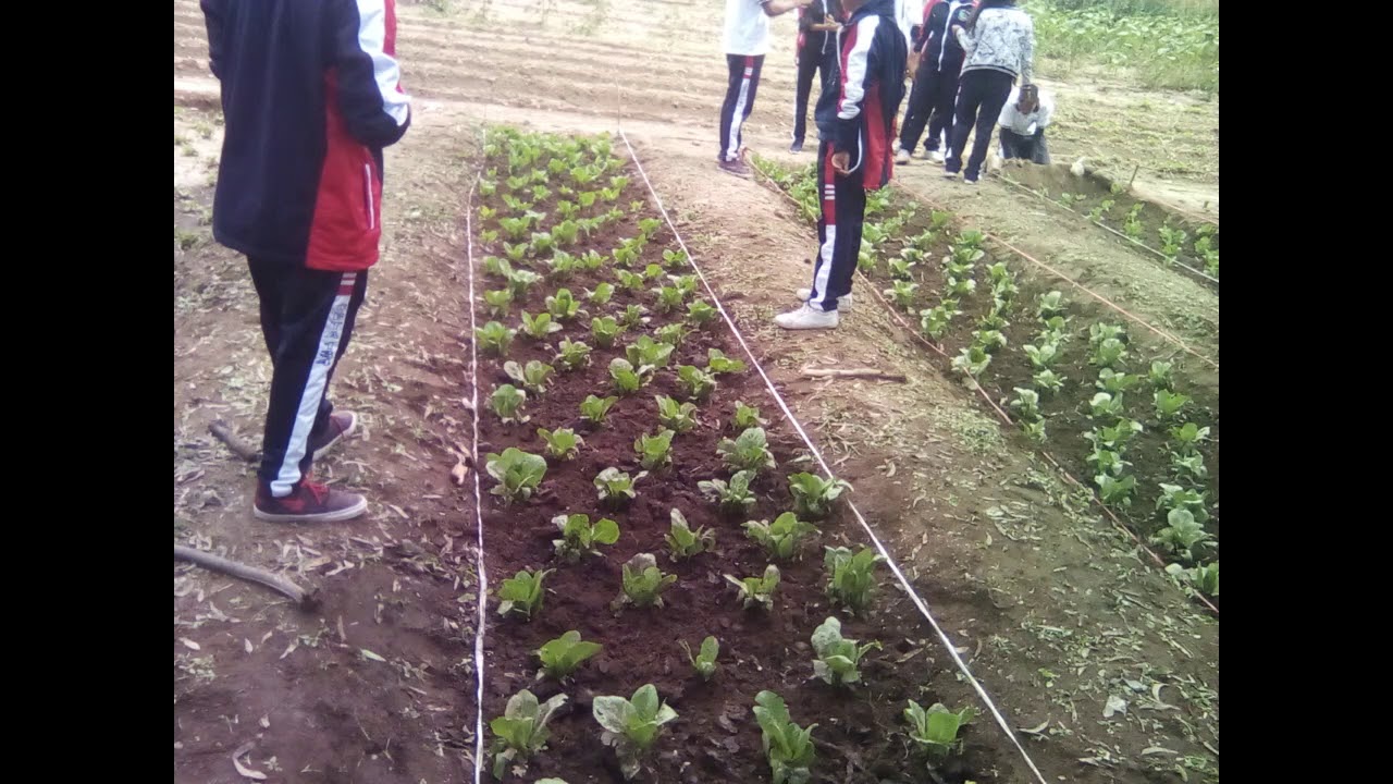 PROYECTOS DE AGRICULTURA EN EL CBTA 134 - YouTube