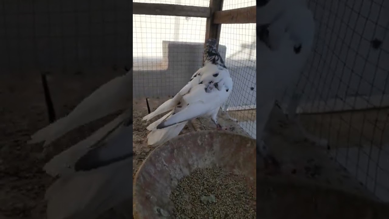 Parmoz Madi Pigeons Birds - YouTube