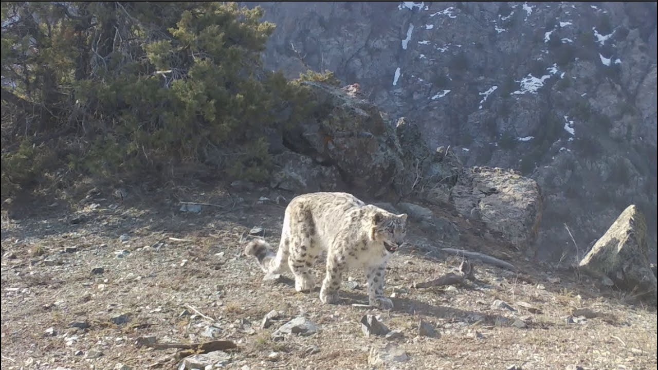 In the footsteps of the snow leopard (part 2) - YouTube